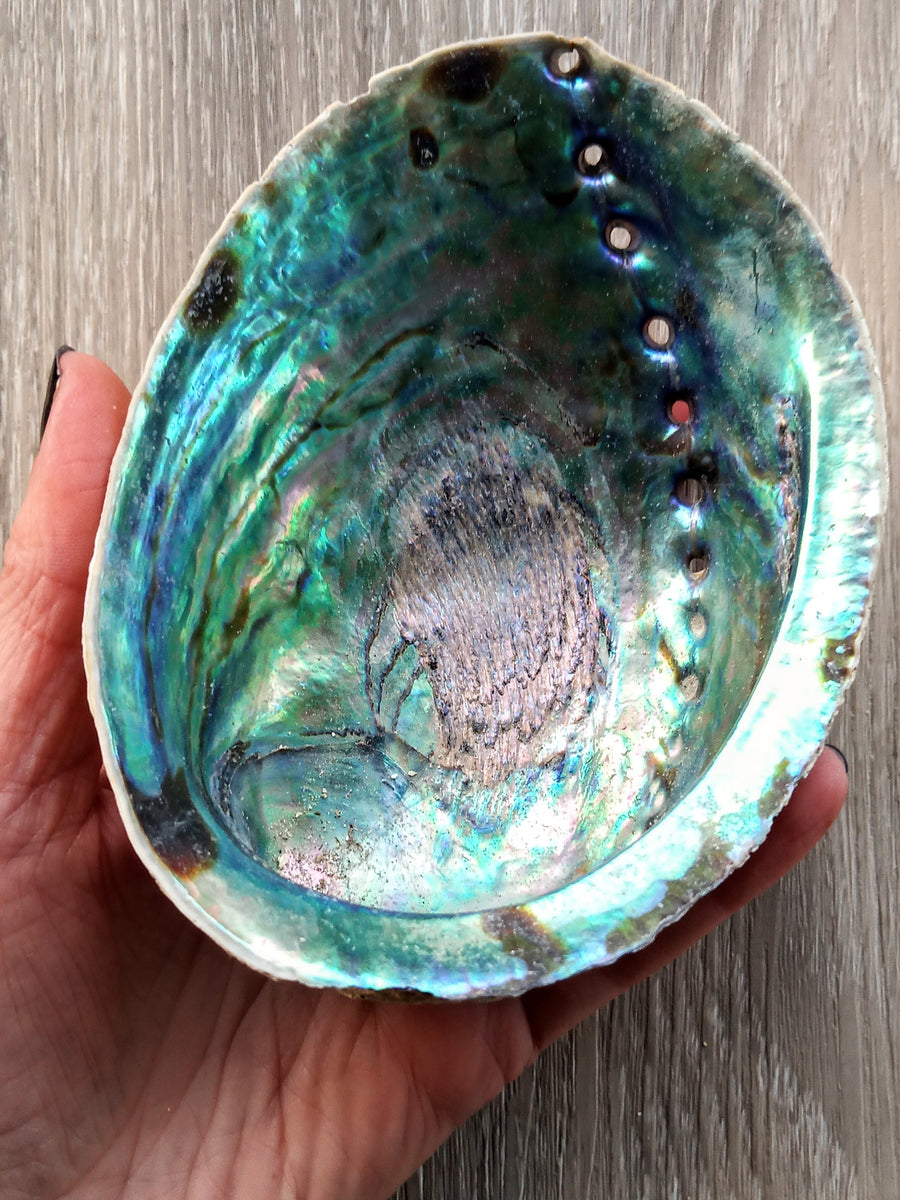 Abalone Shell - Natural – Craft for the Soul
